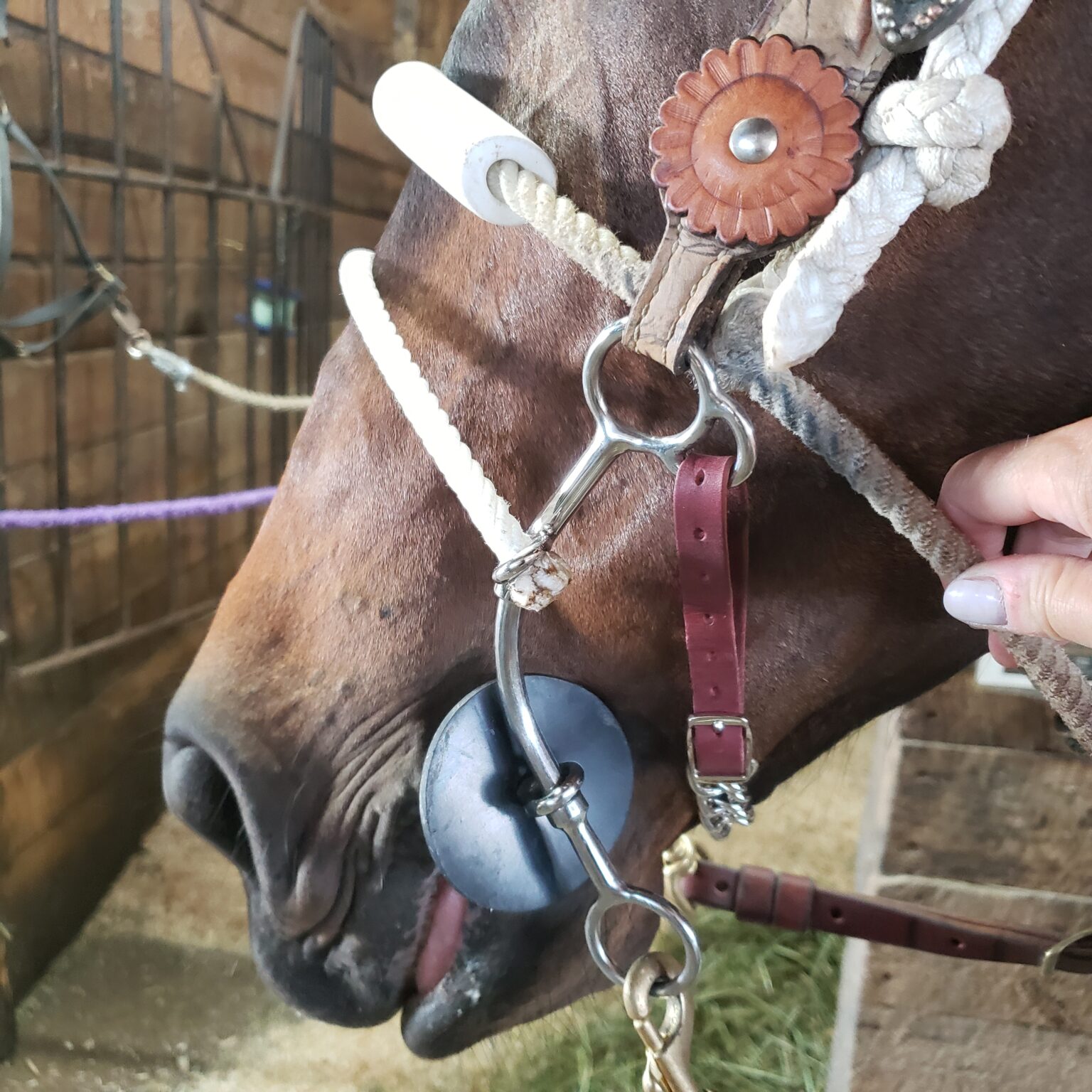 Education – Elliott Bit 'N Spur